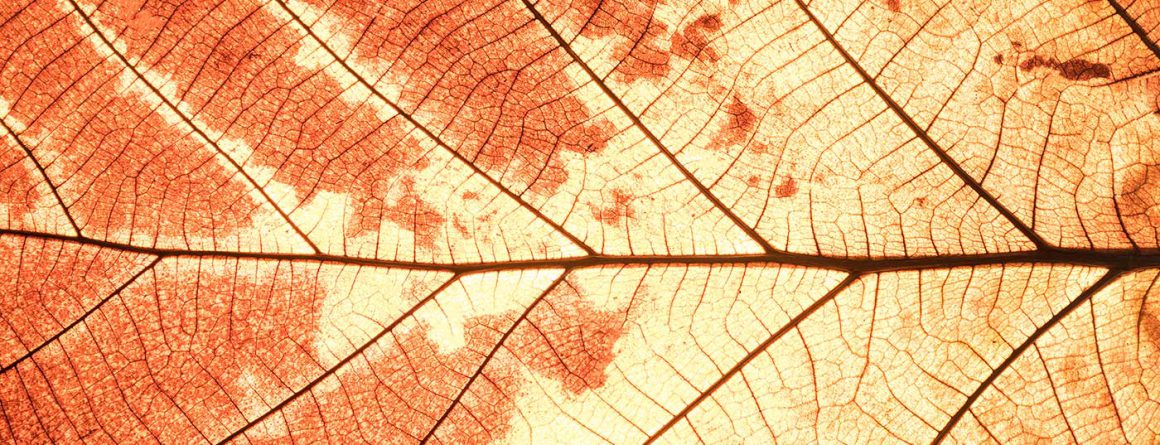 Varizenstripping – hat die Methode noch eine Existenzberechtigung ...