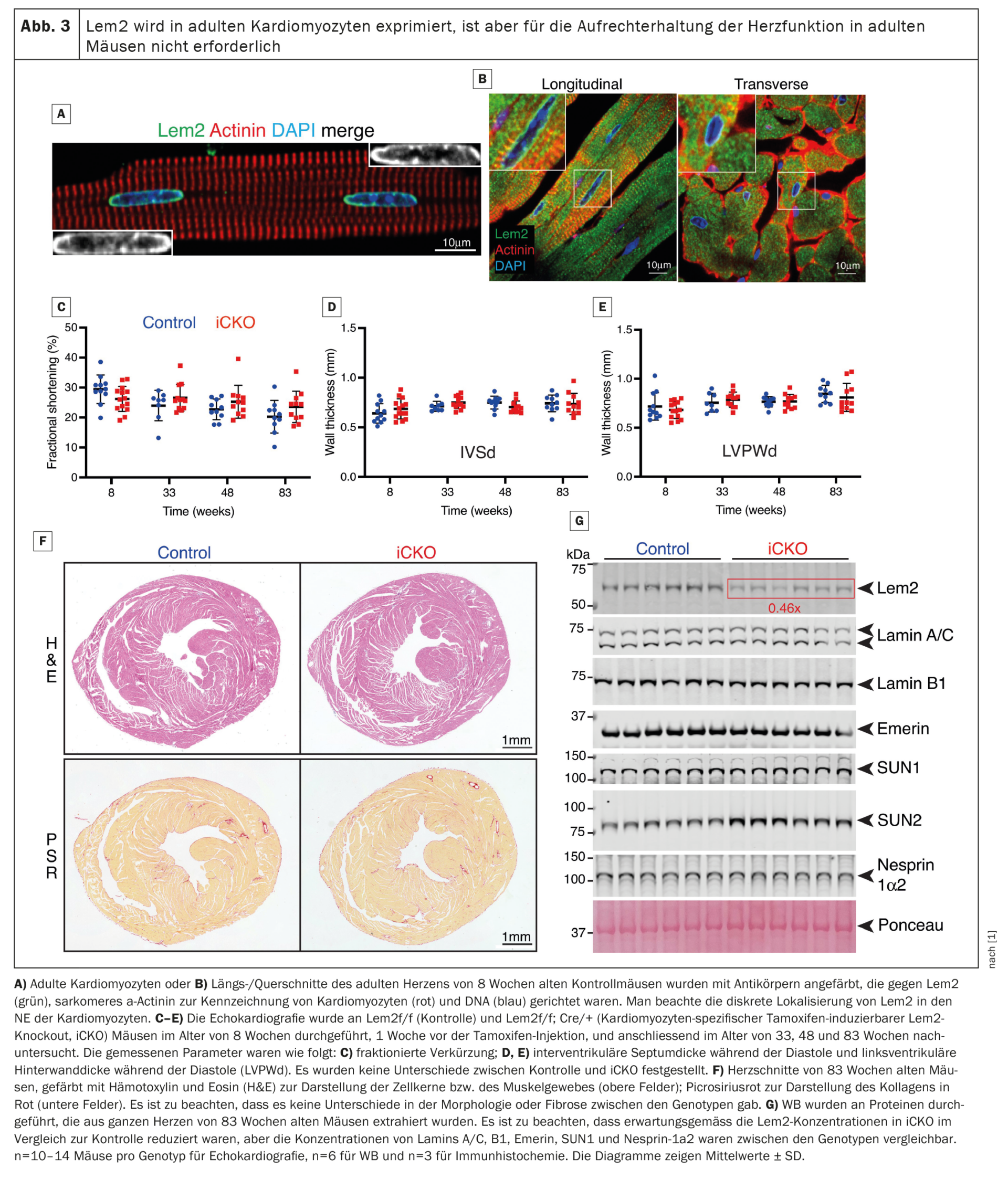 La proteína 2, que contiene el dominio LEM, es esencial para el ...